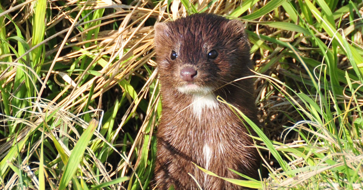 In Trentino esiste un esemplare di visone americano - il Dolomiti