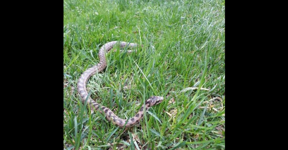 Trovato in Trentino un 'Colubro di Riccioli', negli ultimi 80 anni era ...