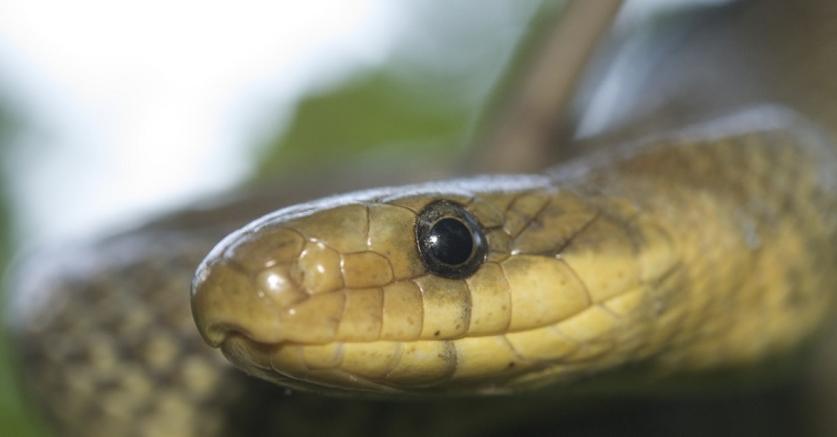 Quali sono i serpenti presenti in Trentino e quanto sono pericolosi? L ...
