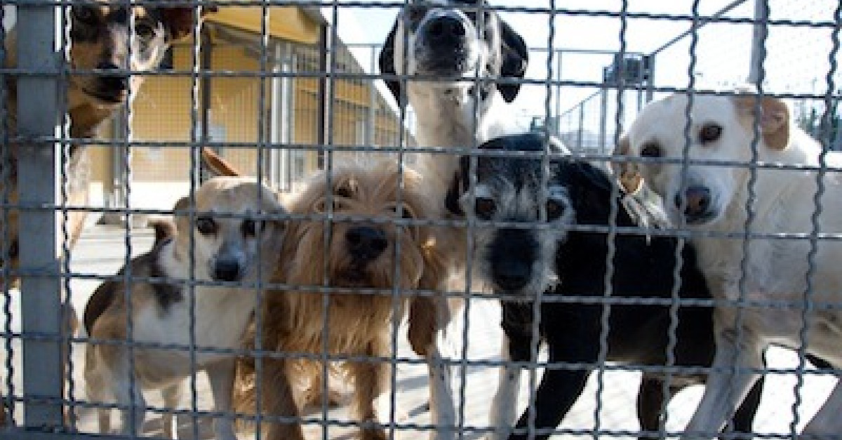 Trento avrà il nuovo canile. In primavera al via i lavori - il Dolomiti