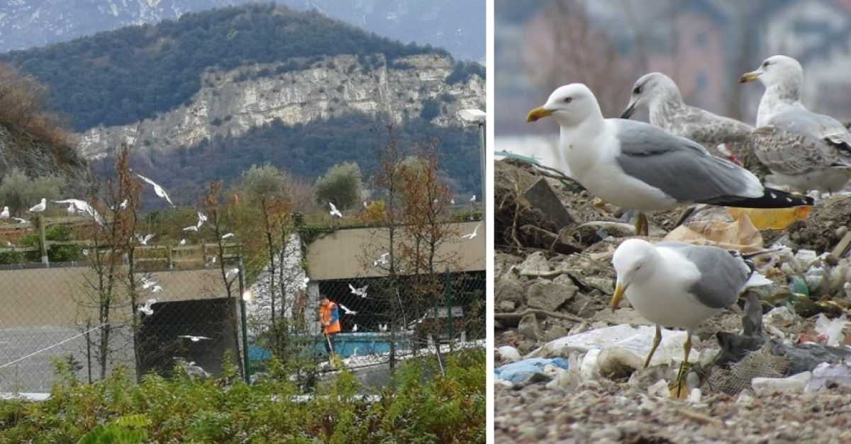Con la discarica anche i gabbiani “fanno festa”: sono un centinaio gli ...