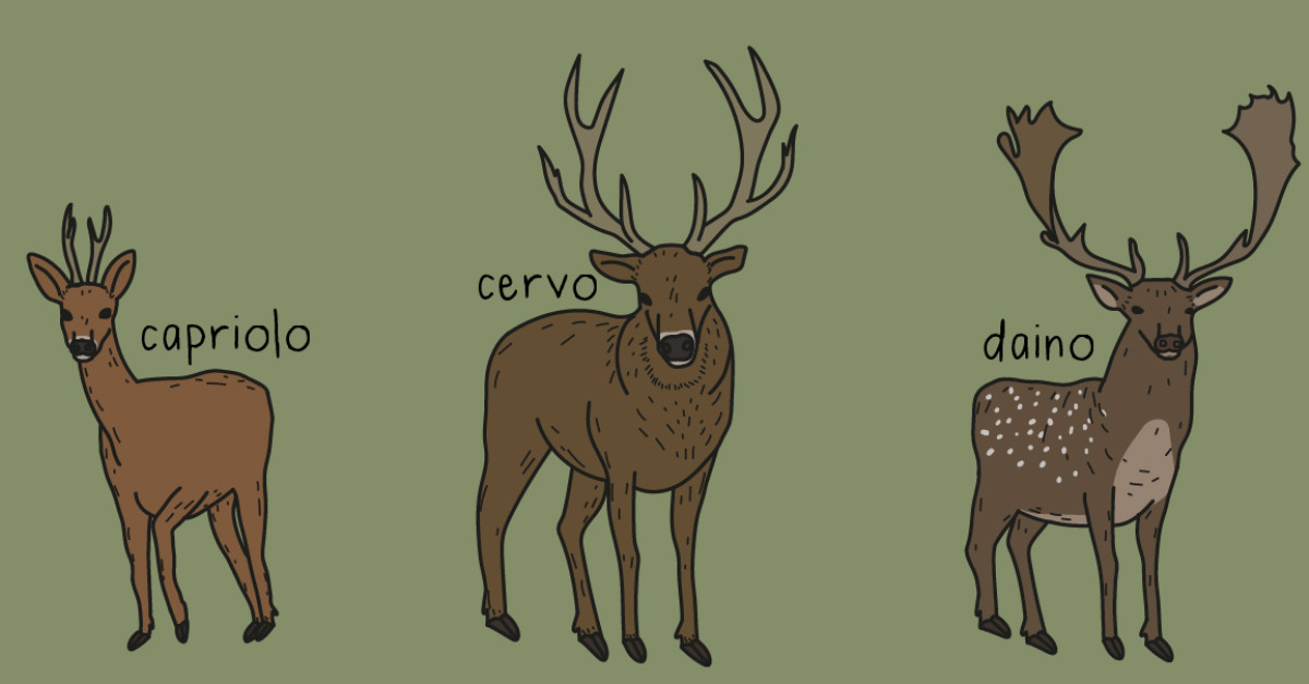 Capriolo, cervo, daino, come riconoscere queste tre specie? - L ...