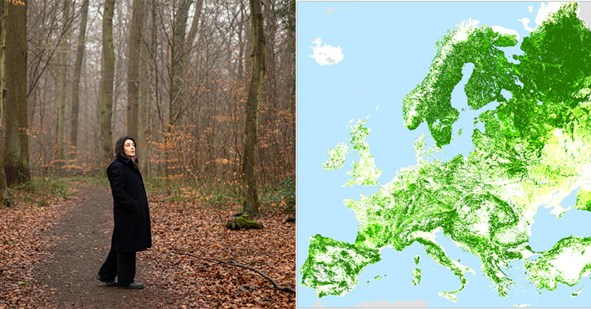 Incendi, tempeste, siccità, insetti. Servono politiche comuni per ...