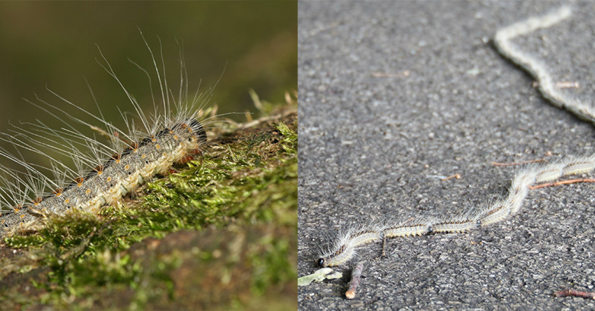 Inizia la stagione delle processionarie, attenzione alle larve ...