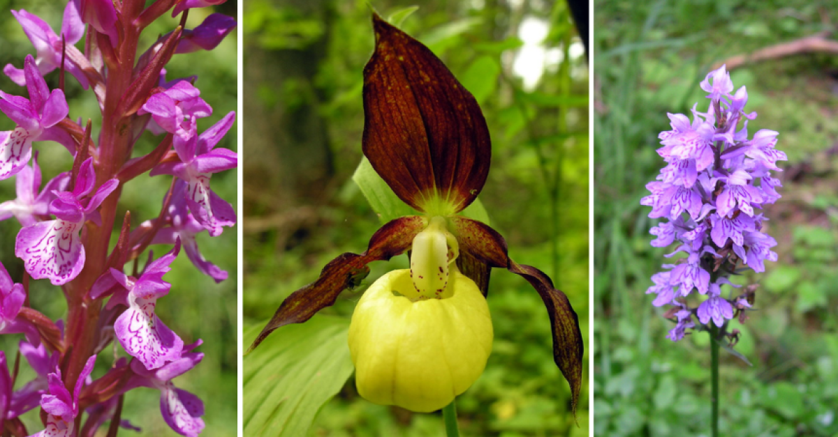 L’orchidea più rara d'Italia è scomparsa: su 240 specie, solo 4 sono ...