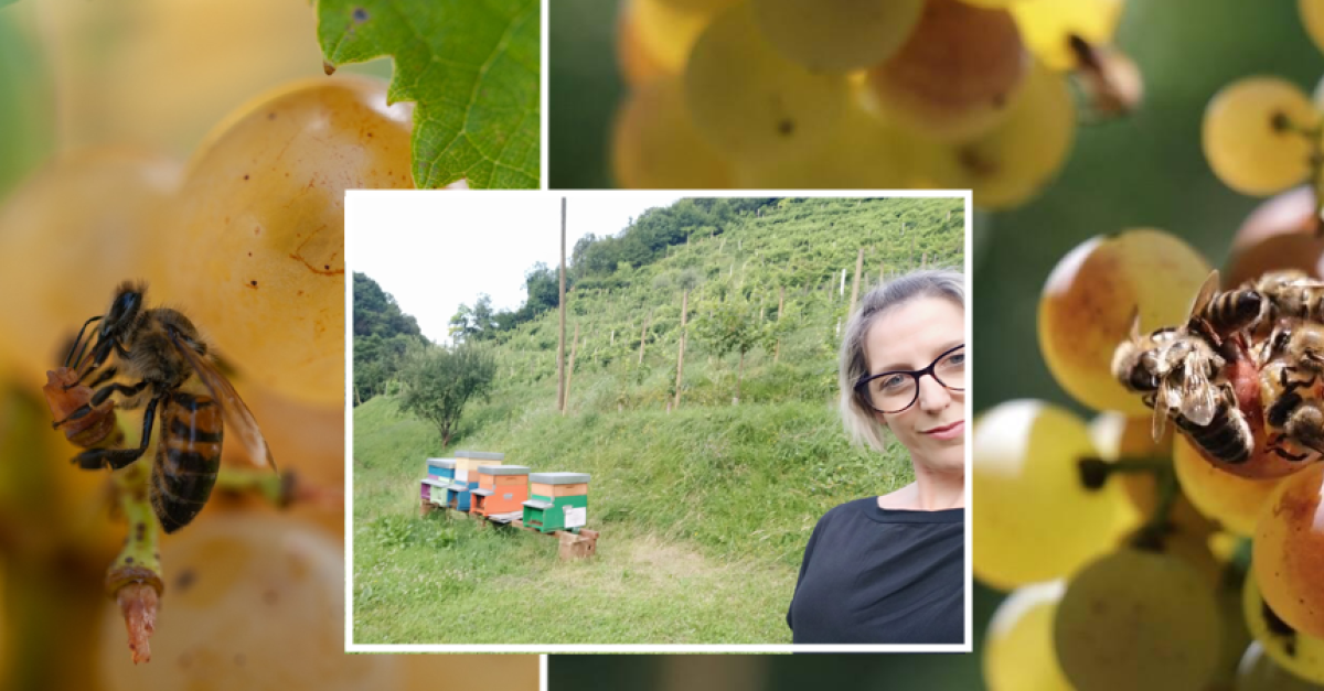 "Le api nei vigneti? Proteggono l'uva dalle muffe dannose, stimolano le ...