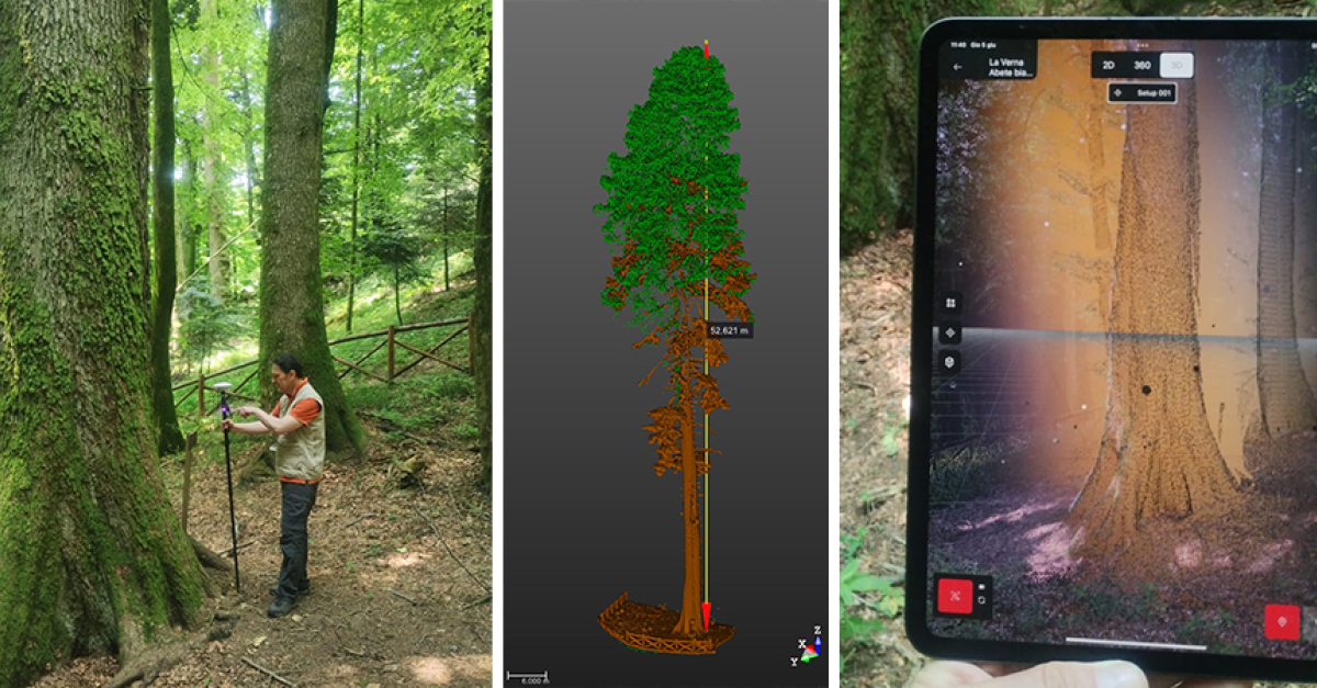L’albero autoctono più alto d’Italia (FOTO e VIDEO) è in Friuli o in ...