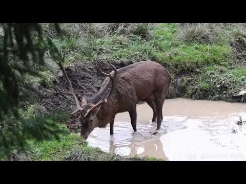 IL VIDEO. L’emozione del bramito del cervo visto (e ascoltato) da ...