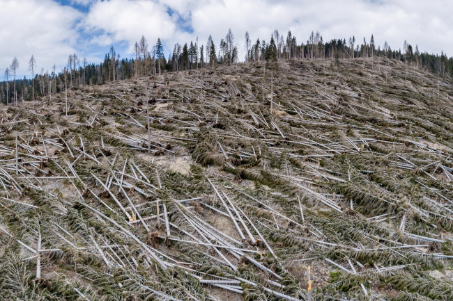 “Vaia - alberi, esseri umani, clima”: forse il documento più completo ...