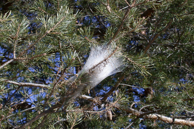 Inizia la stagione delle processionarie, attenzione alle larve ...
