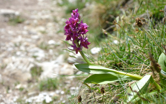 L’orchidea più rara d'Italia è scomparsa: su 240 specie, solo 4 sono ...