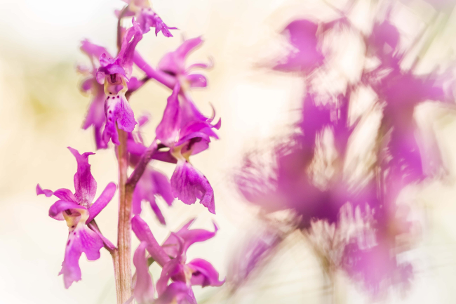 L’orchidea più rara d'Italia è scomparsa: su 240 specie, solo 4 sono ...