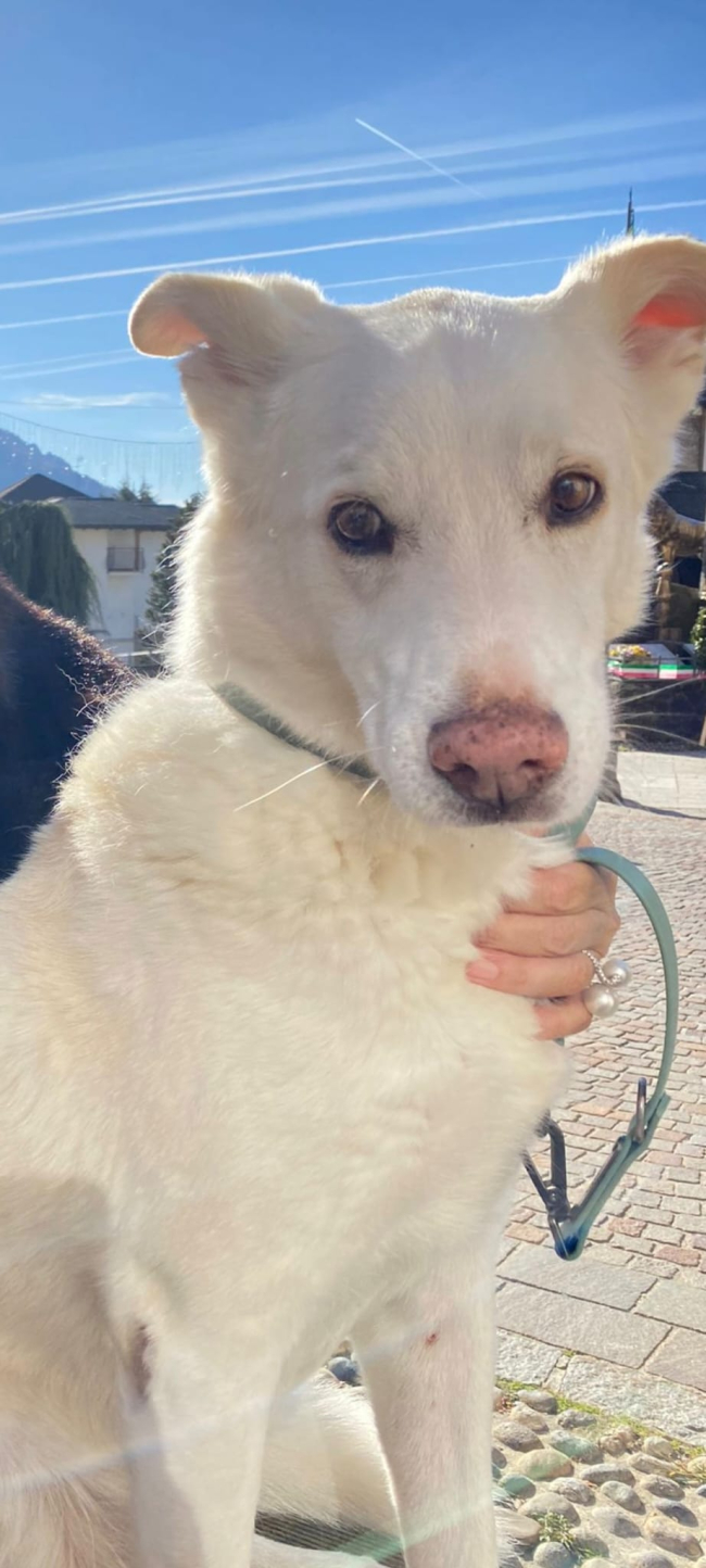 "Fuggito terrorizzato dopo lo scoppio di un petardo, il nostro cane ...