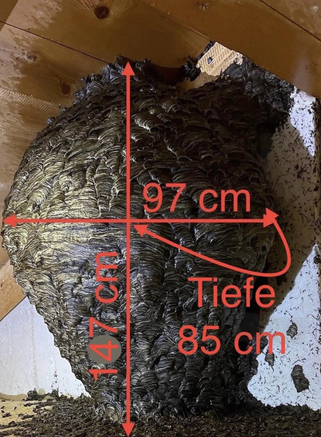 Nido di vespe grande oltre 1 metro nel sottotetto di una casa (FOTO ...