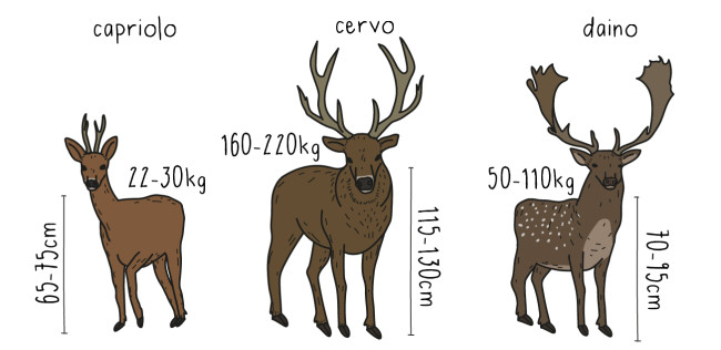 Capriolo, cervo, daino, come riconoscere queste tre specie? - L ...