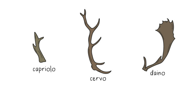 Capriolo, cervo, daino, come riconoscere queste tre specie? - L ...