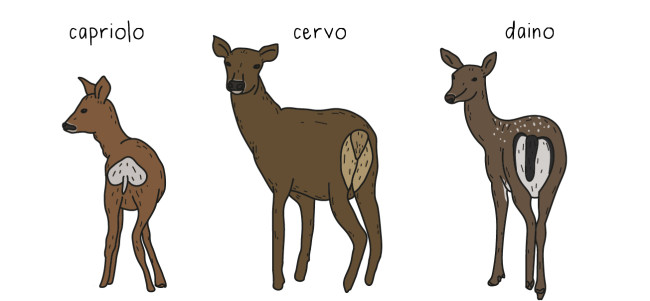 Capriolo, cervo, daino, come riconoscere queste tre specie? - L ...