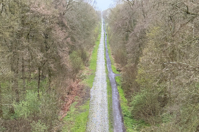 Storia della foresta di Arenberg: da bosco pesantemente sfruttato a ...