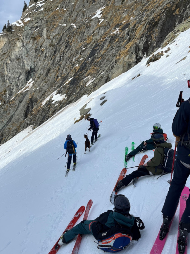 L'incredibile storia di una capretta salvata (per caso) da due guide ...